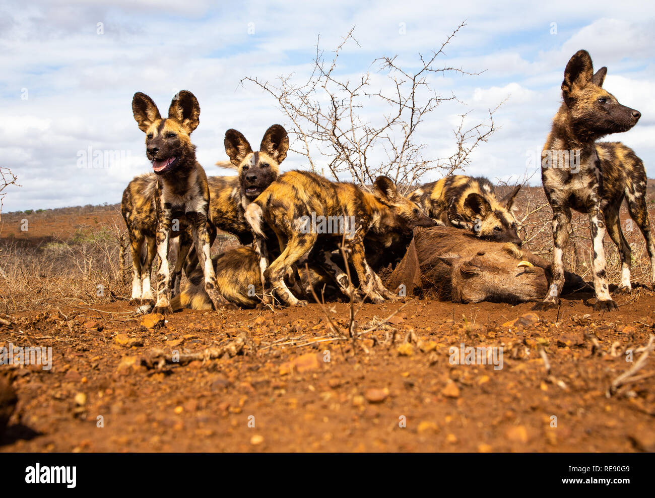 image of a herd of African wild dogs eating a freshly hunted warthog ...