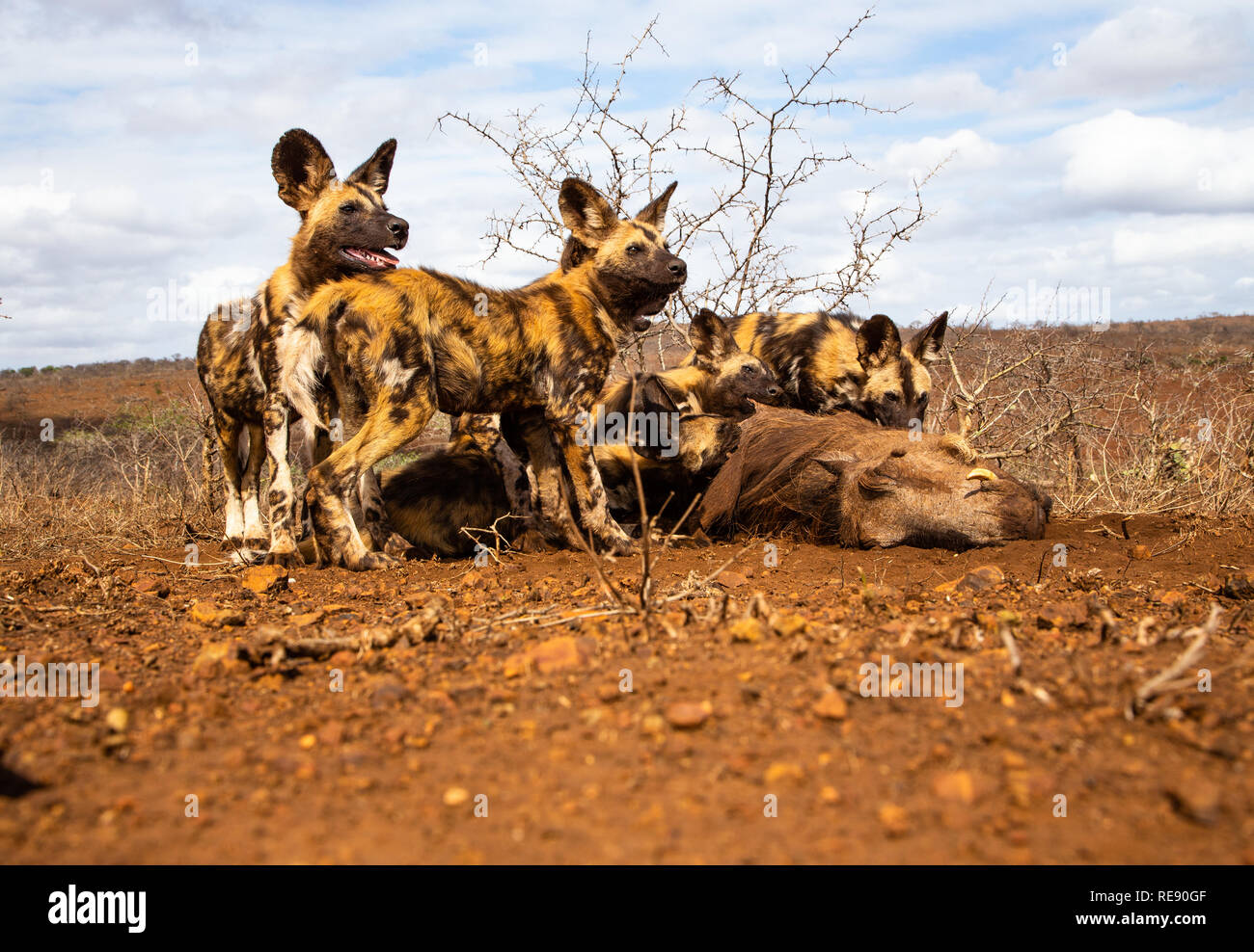 Wild dogs eating hi-res stock photography and images - Alamy