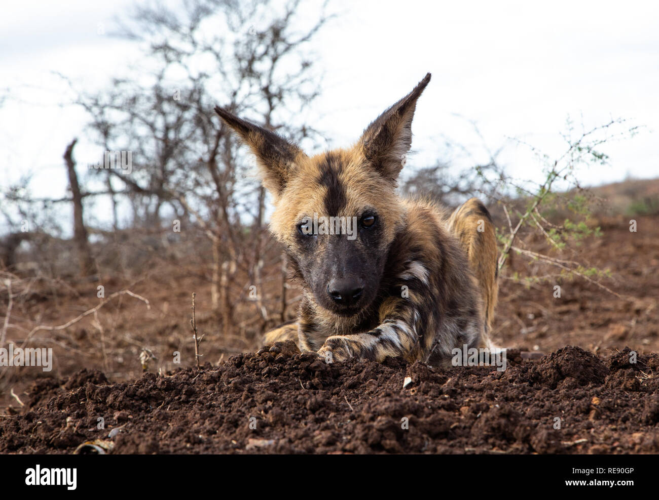 Close-up of a licaone puppy lying on the ground Stock Photo - Alamy