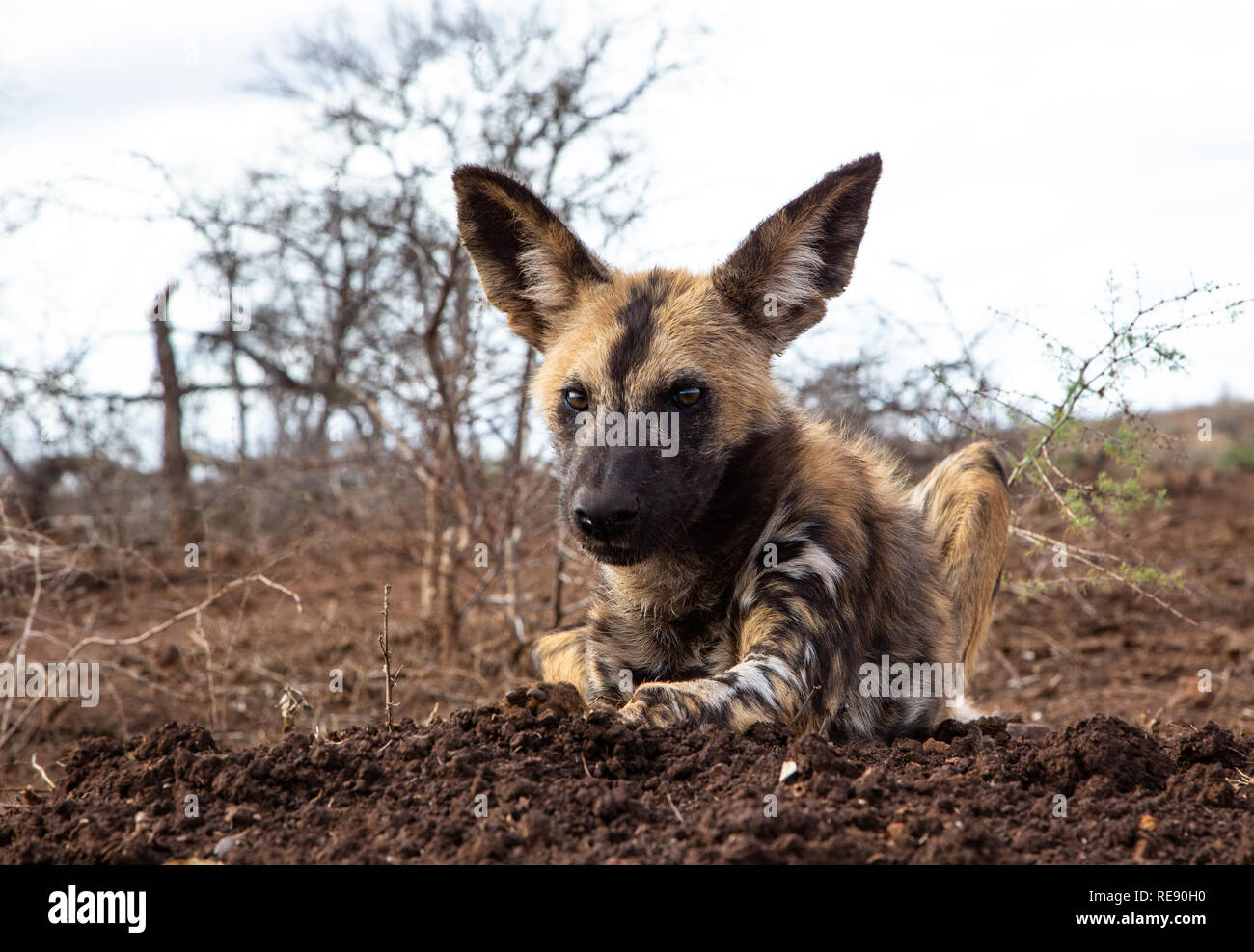 Licaone hi-res stock photography and images - Alamy