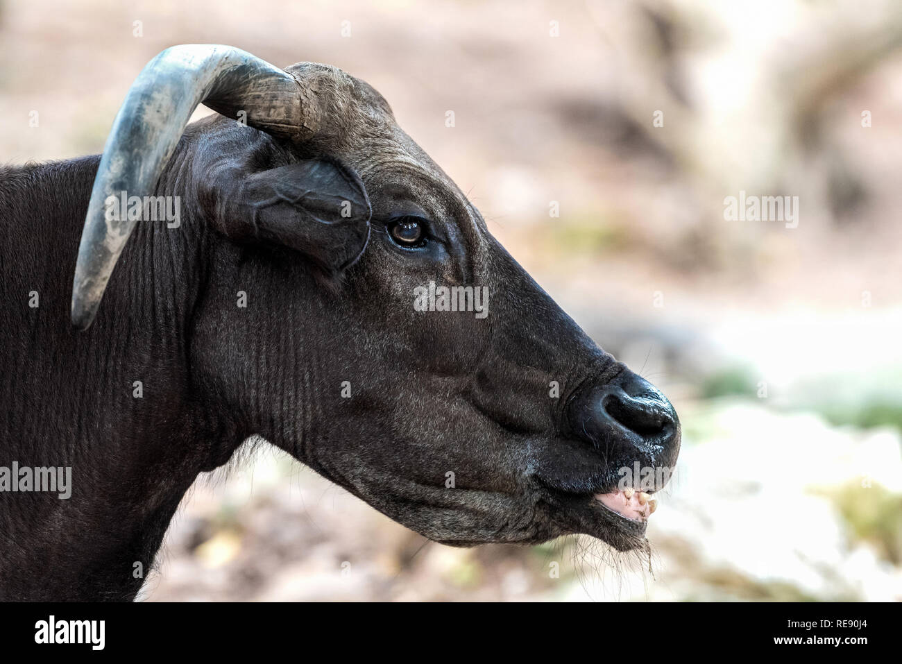Buffalo teeth hi-res stock photography and images - Alamy