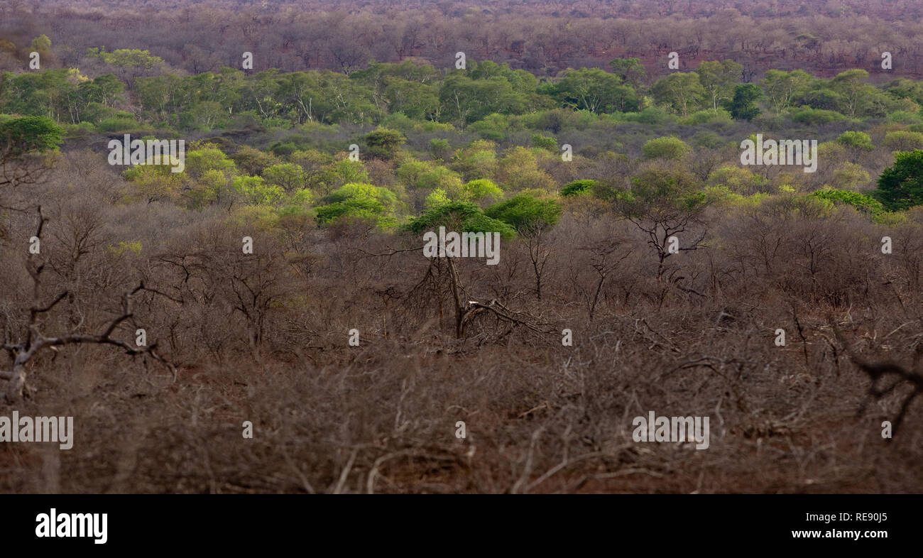 African bush landscape with arid areas and green areas Stock Photo - Alamy