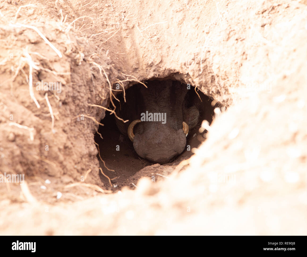 Warthog at water hole hi-res stock photography and images - Alamy