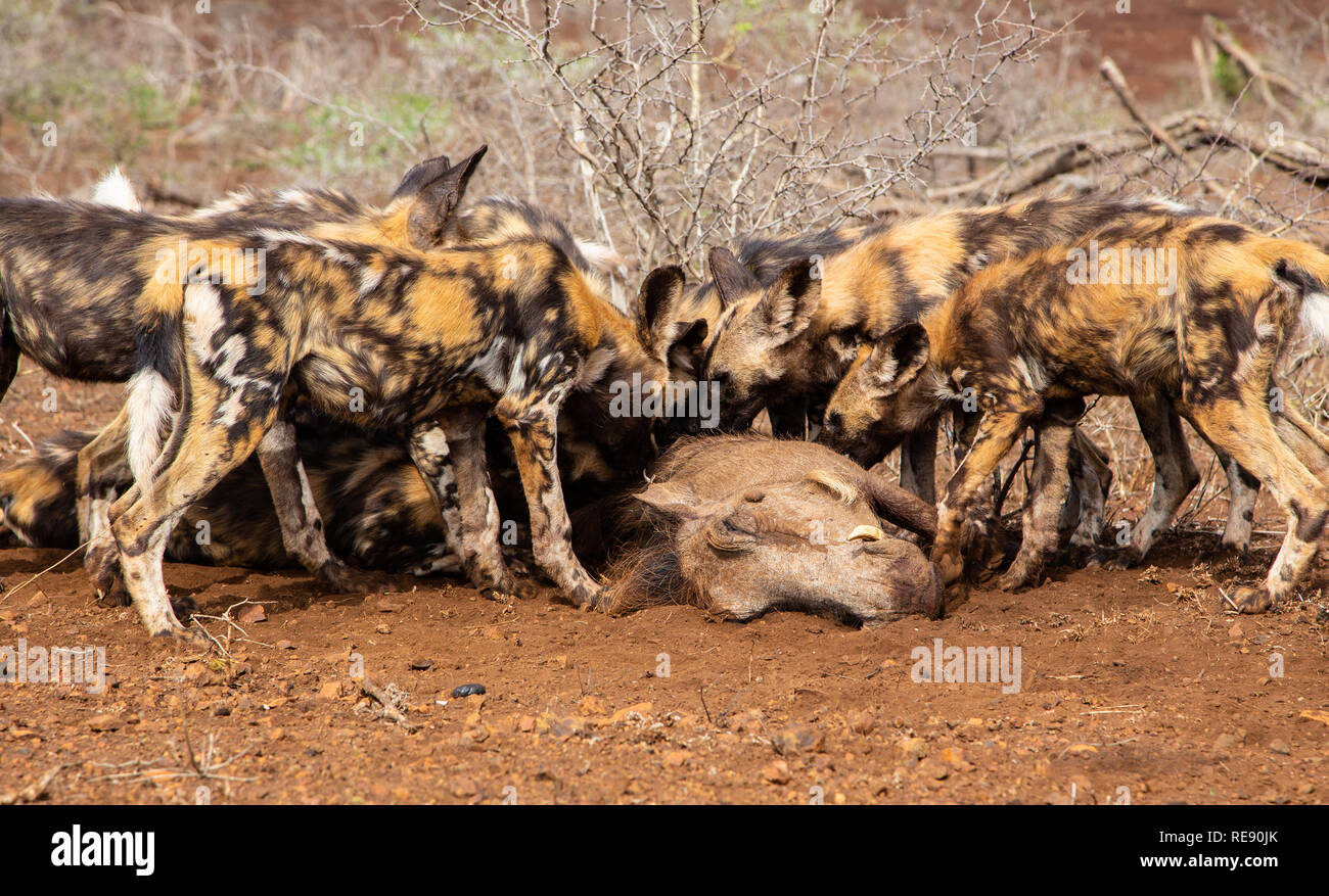 image of a herd of African wild dogs eating a freshly hunted warthog ...