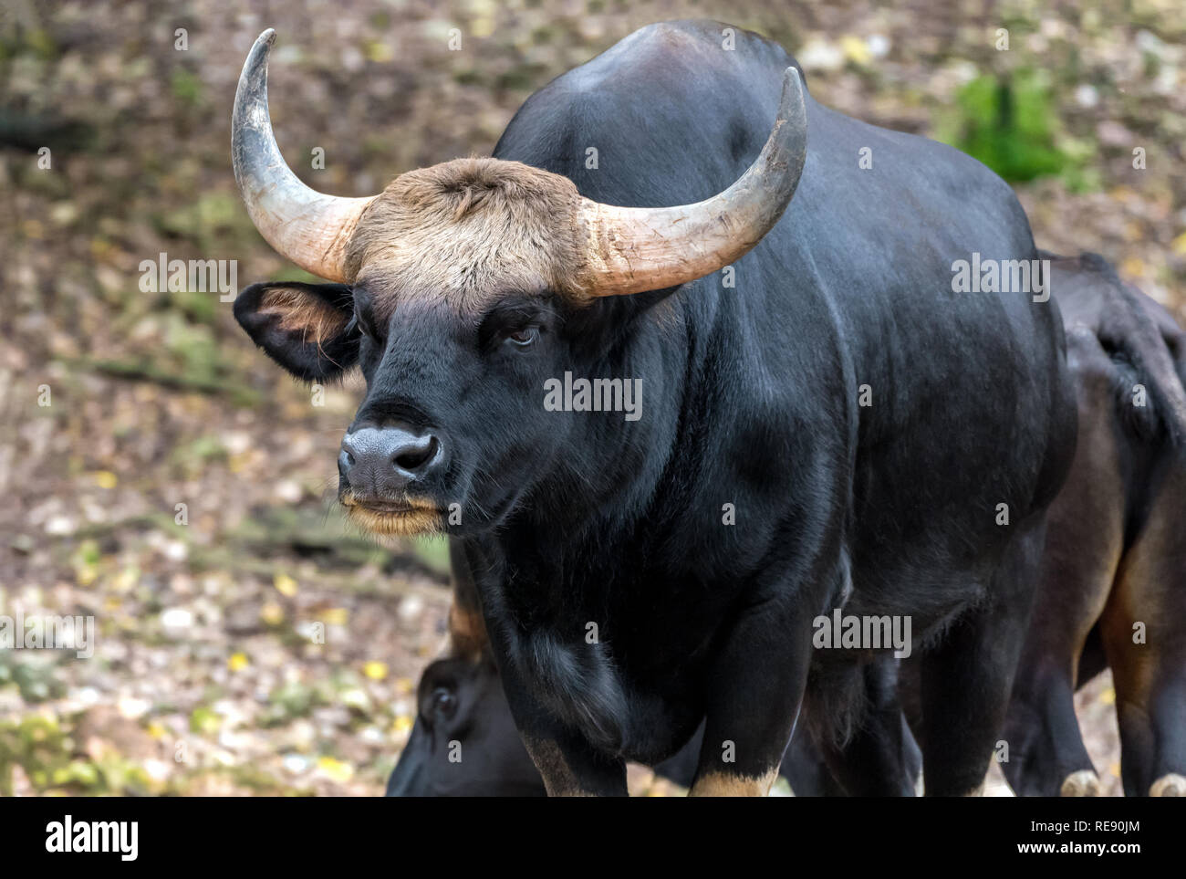 Wild Gaur. Gaur is a bovine native to South Asia and Southeast Asia ...
