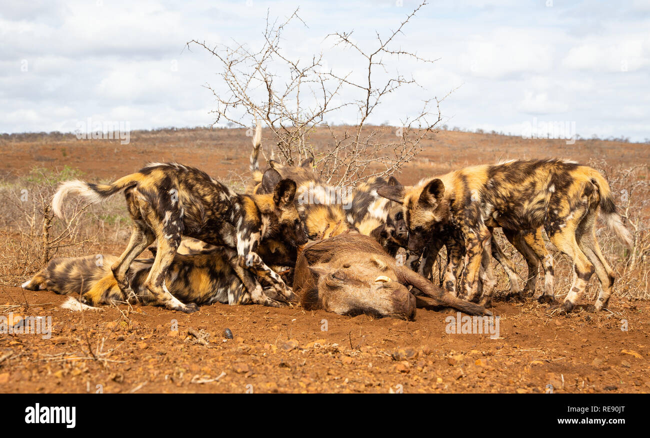 image of a herd of African wild dogs eating a freshly hunted warthog ...