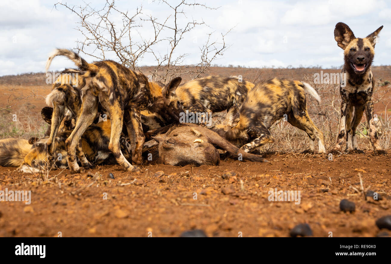 image of a herd of African wild dogs eating a freshly hunted warthog ...