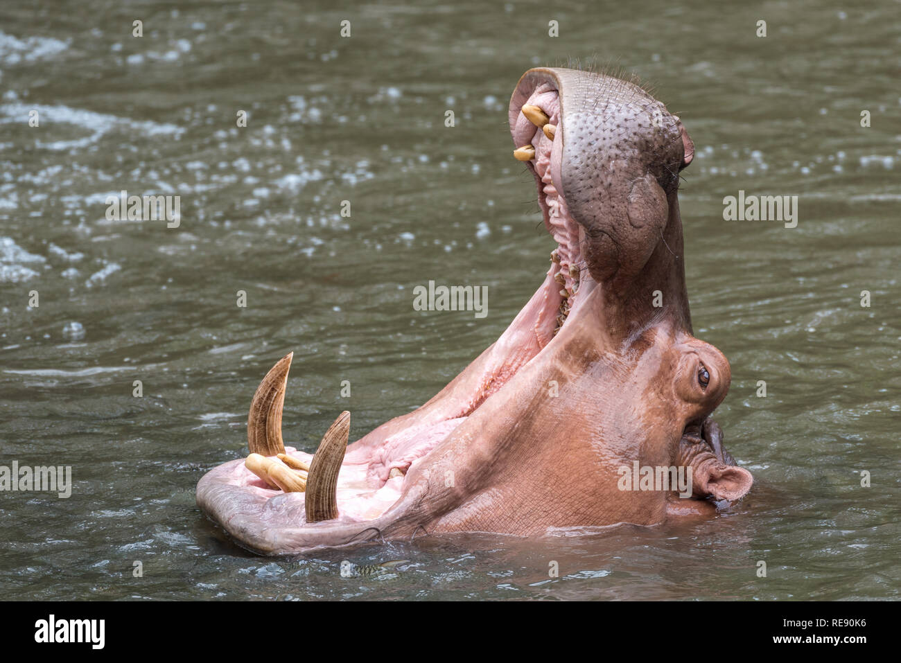 Big nose hippopotamus hi-res stock photography and images - Alamy