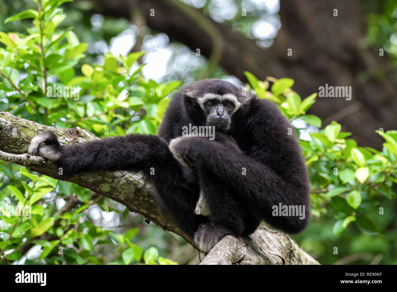 Monkey sitting on a tree Stock Photo - Alamy