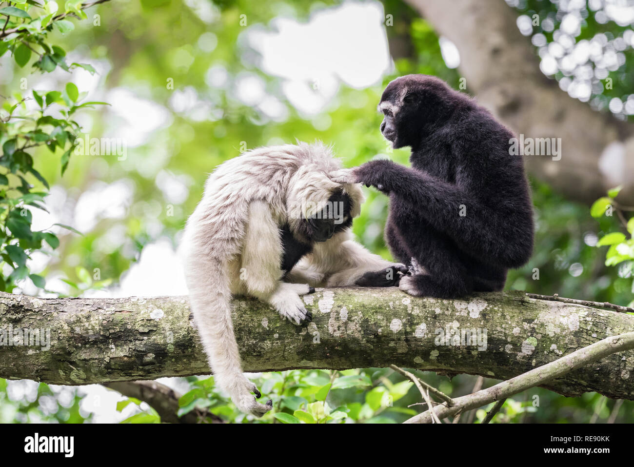 Monkeys are playing on a tree Stock Photo - Alamy