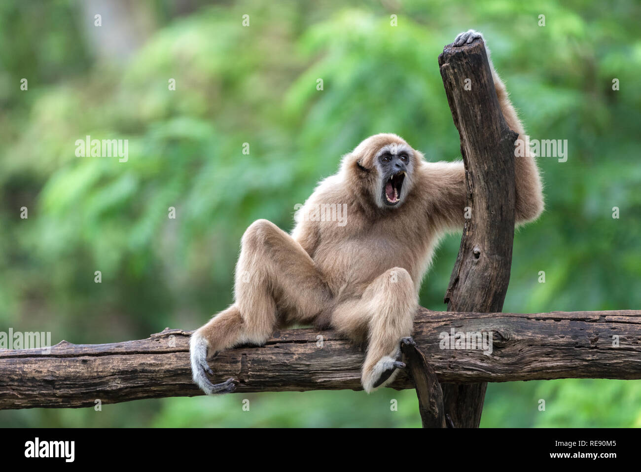 Portrait of a Monkey sitting on a log Stock Photo - Alamy