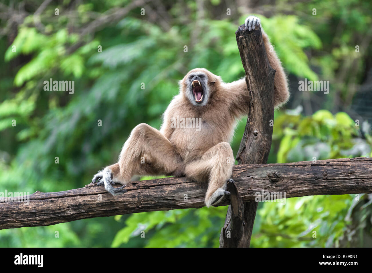 Portrait of a Monkey sitting on a log Stock Photo - Alamy