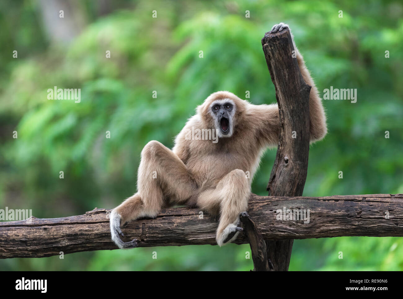 Portrait of a Monkey sitting on a log Stock Photo - Alamy