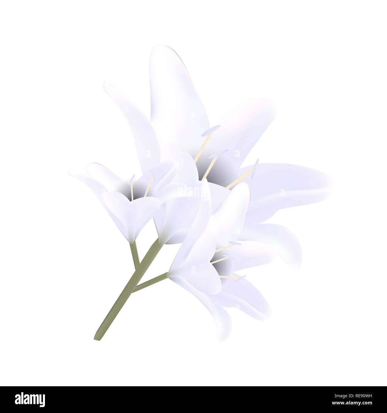 Lily vector Stock Vector Images - Alamy