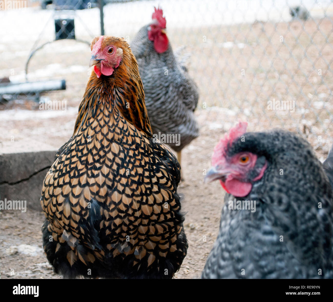 Posing hen hi-res stock photography and images - Alamy