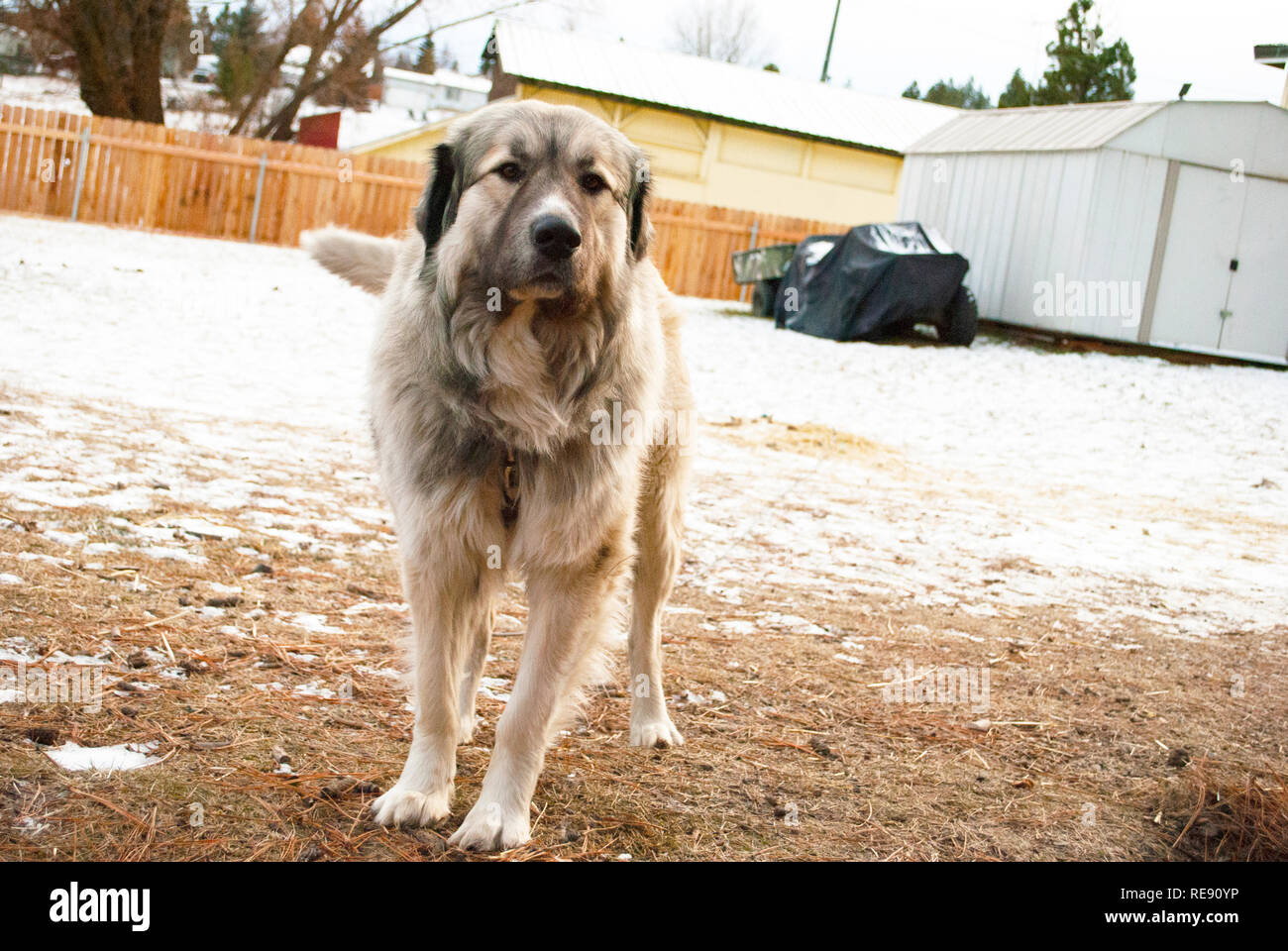 "Guss" Pyrenees Shepard Dog Stock Photo - Alamy