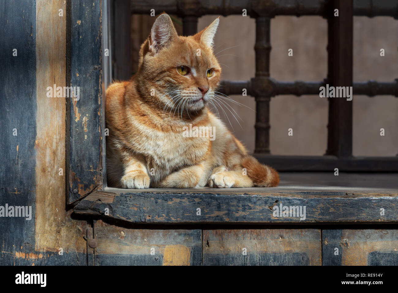 Orange color cat sitting in front of an old vintage window of historic ...