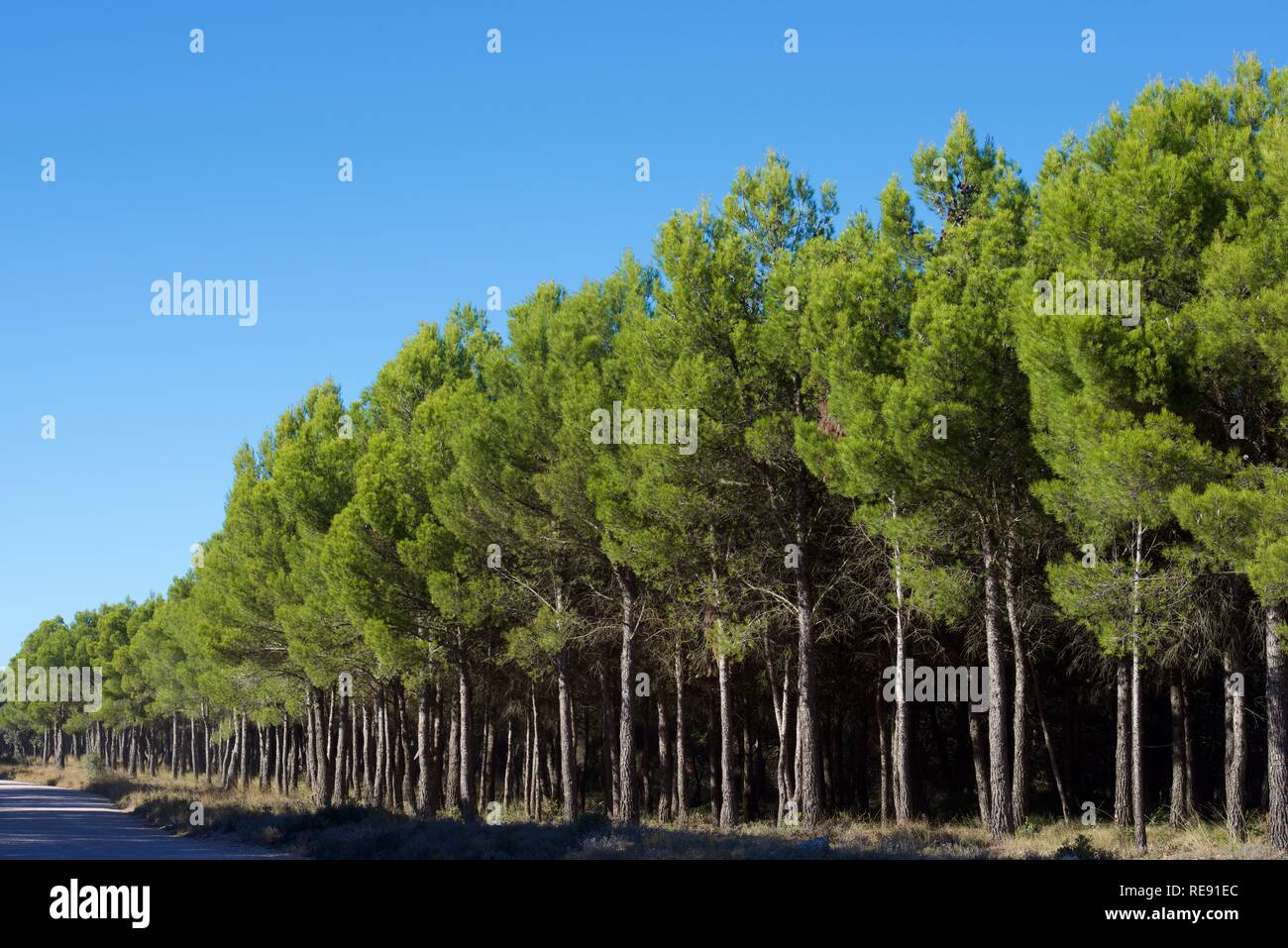 Woodland conifer ecosystem hi-res stock photography and images - Alamy