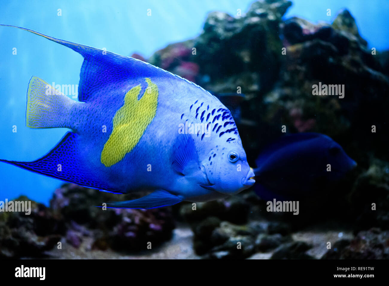 Colorful coral reef with fish and stone Stock Photo - Alamy