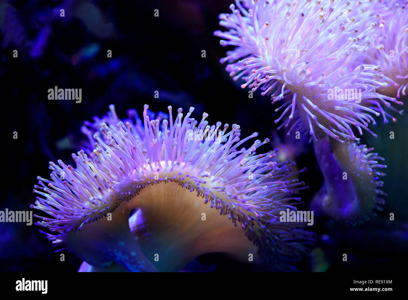 Exotic extraordinary water plants in an aquarium Stock Photo - Alamy