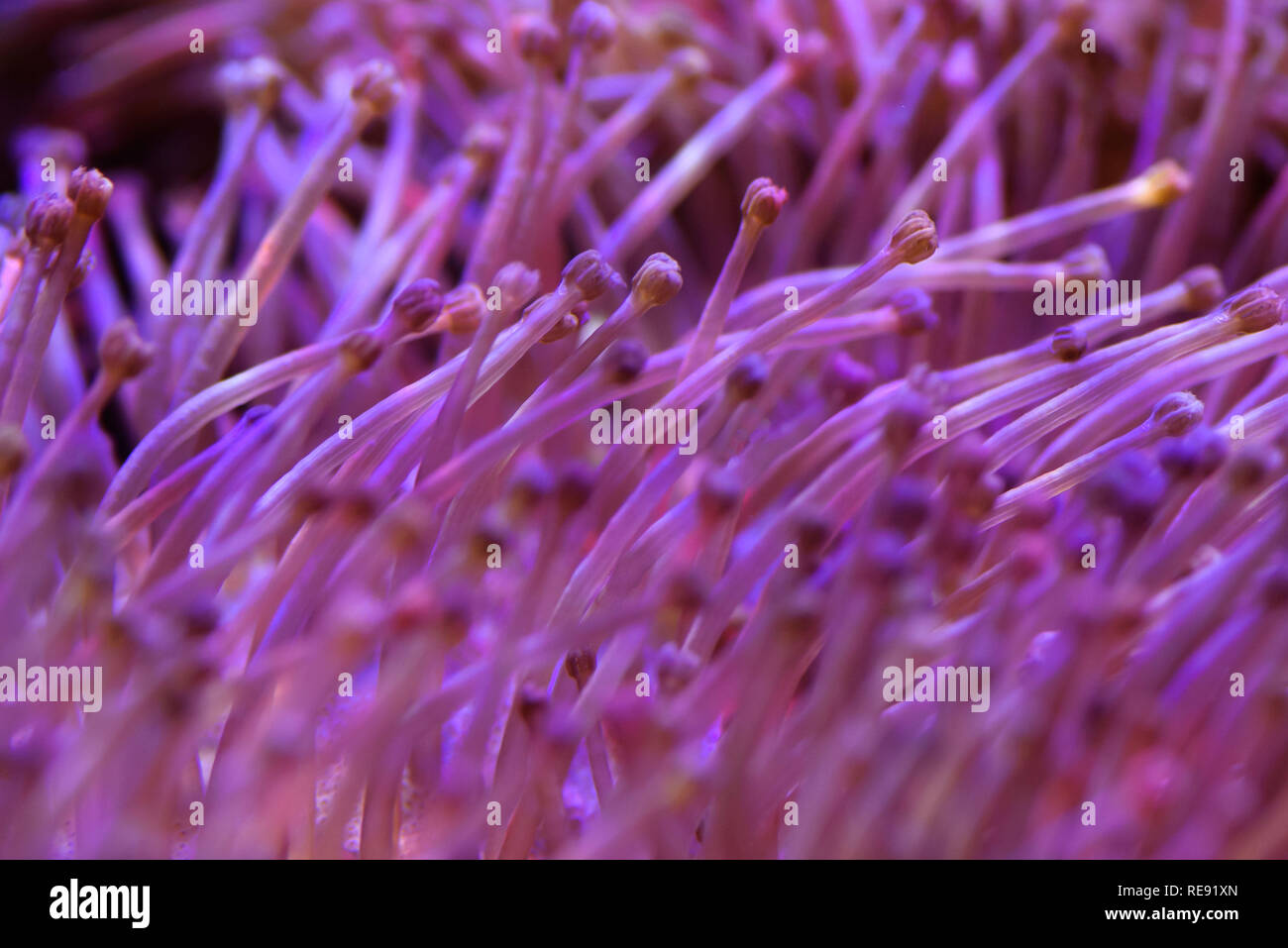 Exotic extraordinary water plants in an aquarium Stock Photo - Alamy