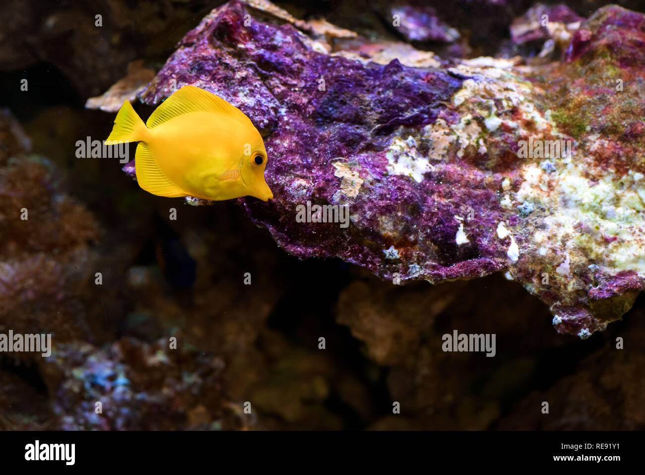 Colorful coral reef with fish and stone Stock Photo - Alamy