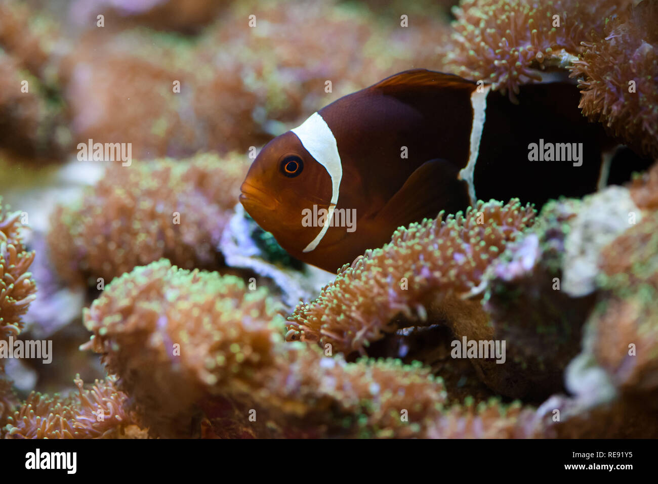 Colorful coral reef with fish and stone Stock Photo - Alamy