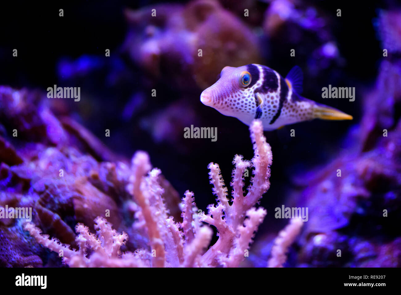 Colorful coral reef with fish and stone Stock Photo - Alamy