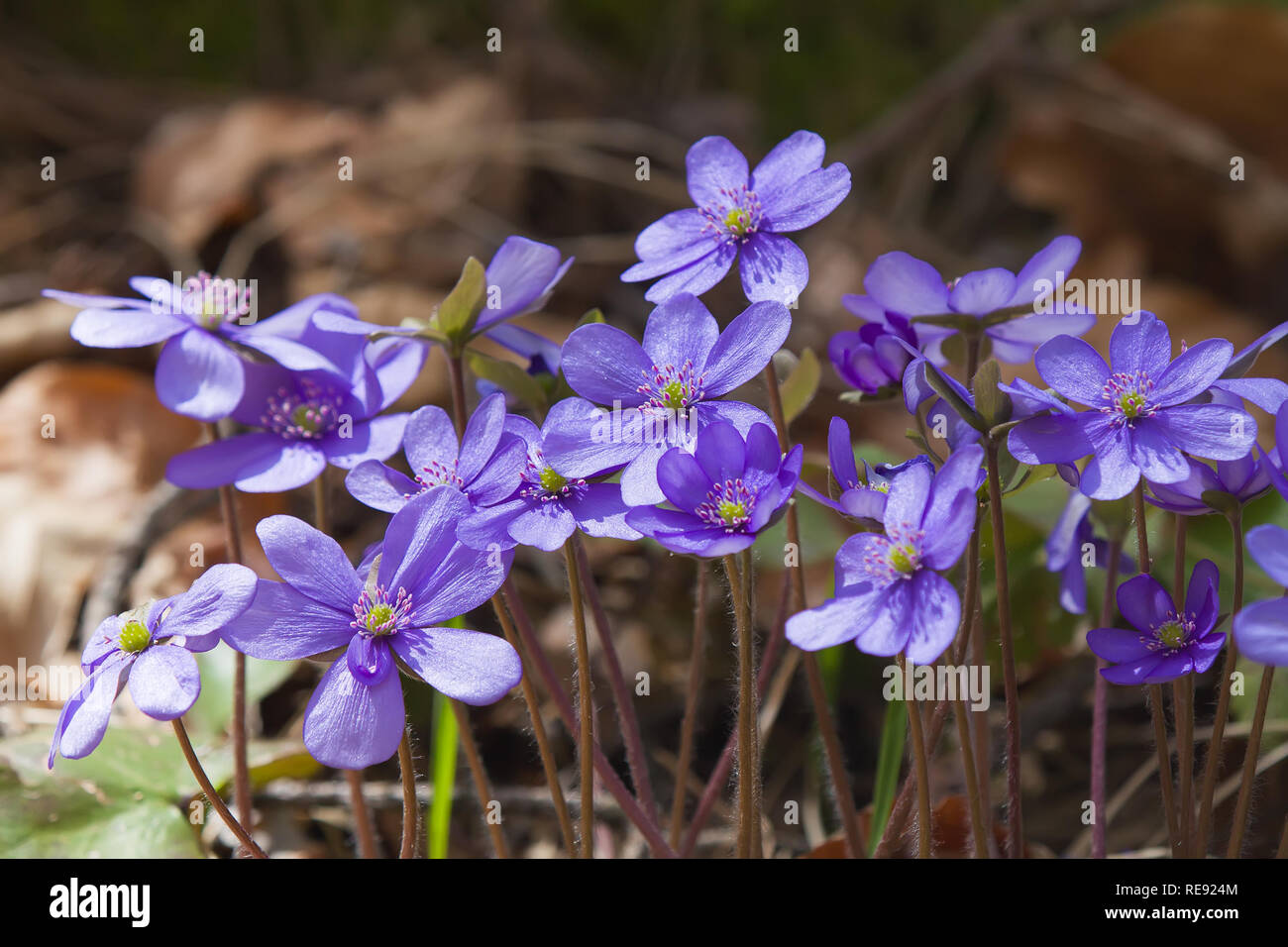 Blue Flowers Hepatica Nobilis Stock Photos & Blue Flowers Hepatica ...