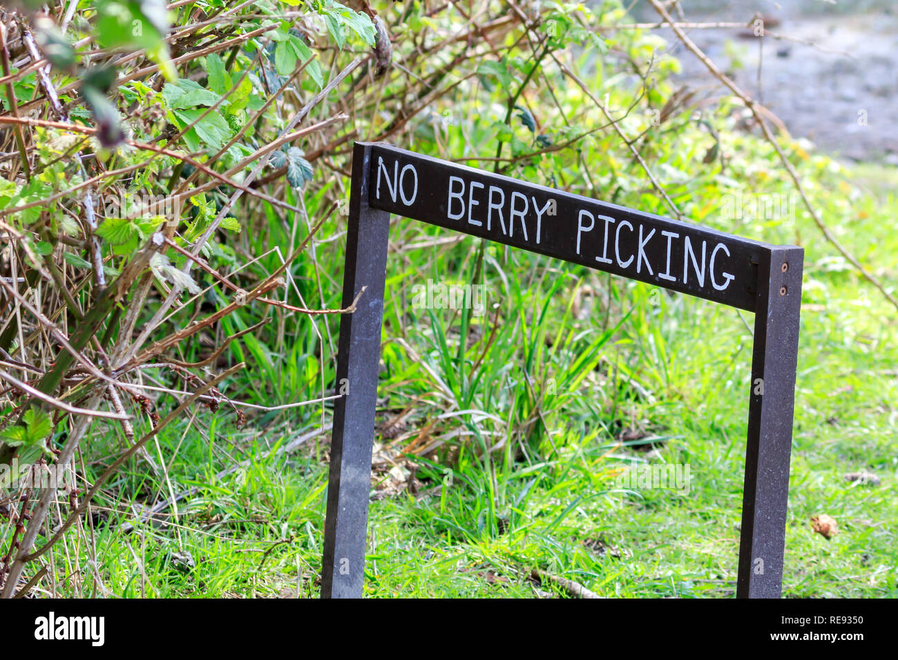 Wooden No Berry Picking sign Stock Photo - Alamy