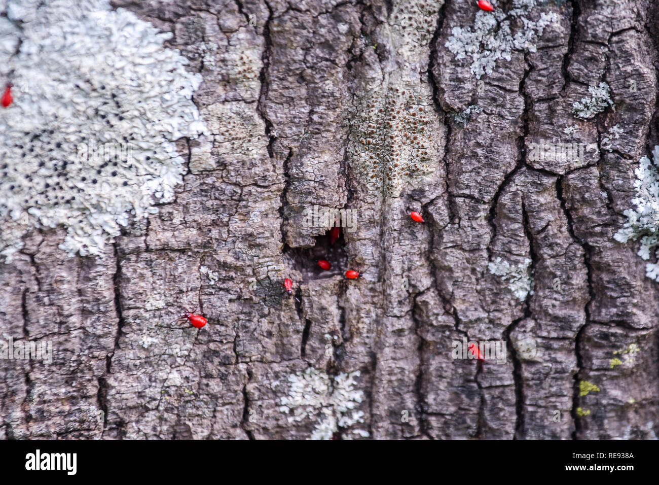 Close-up of red aphids clustered on a weathered tree trunk Stock Photo ...