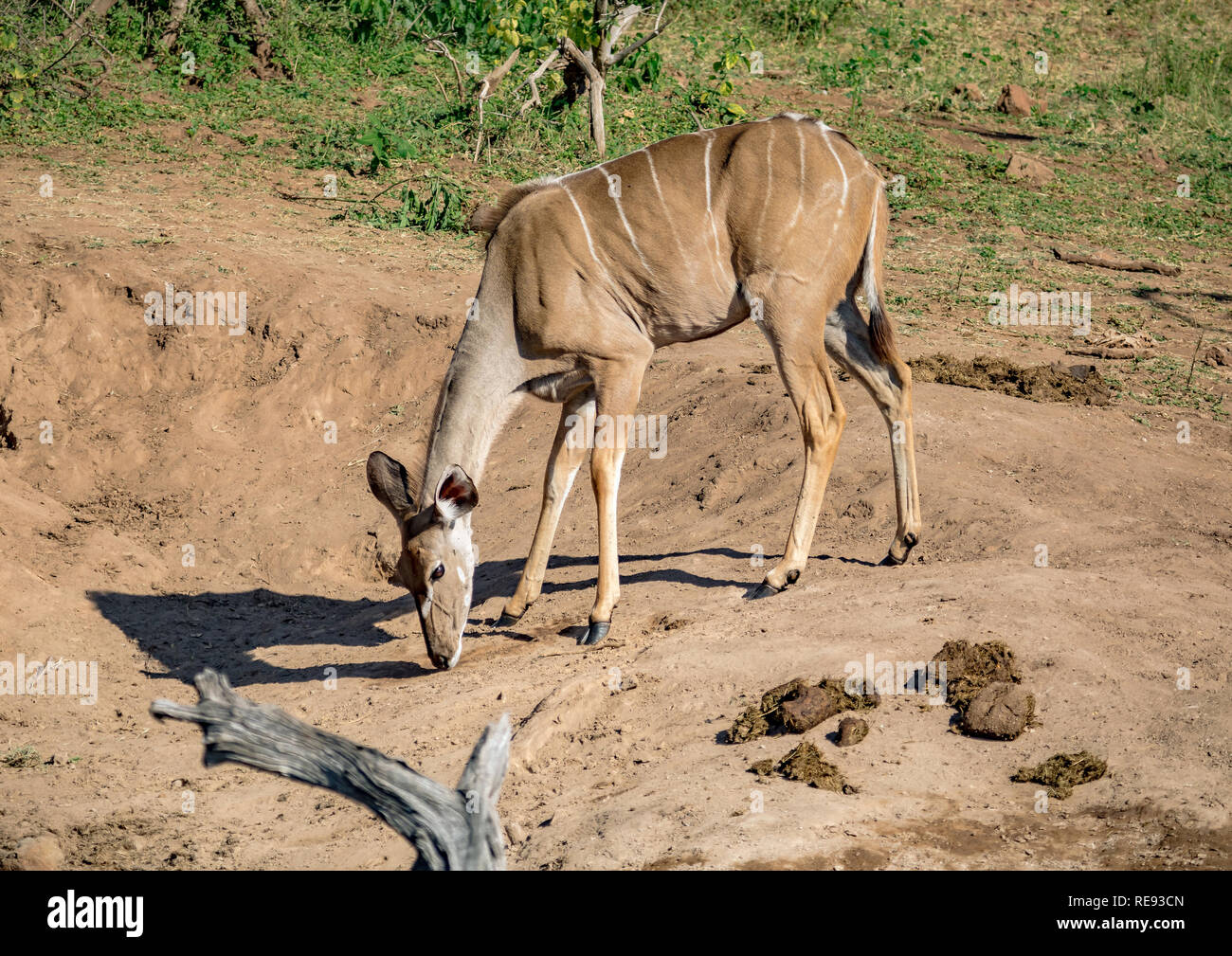 Nyala female near the Chobe river in Botswana during summer Stock Photo ...