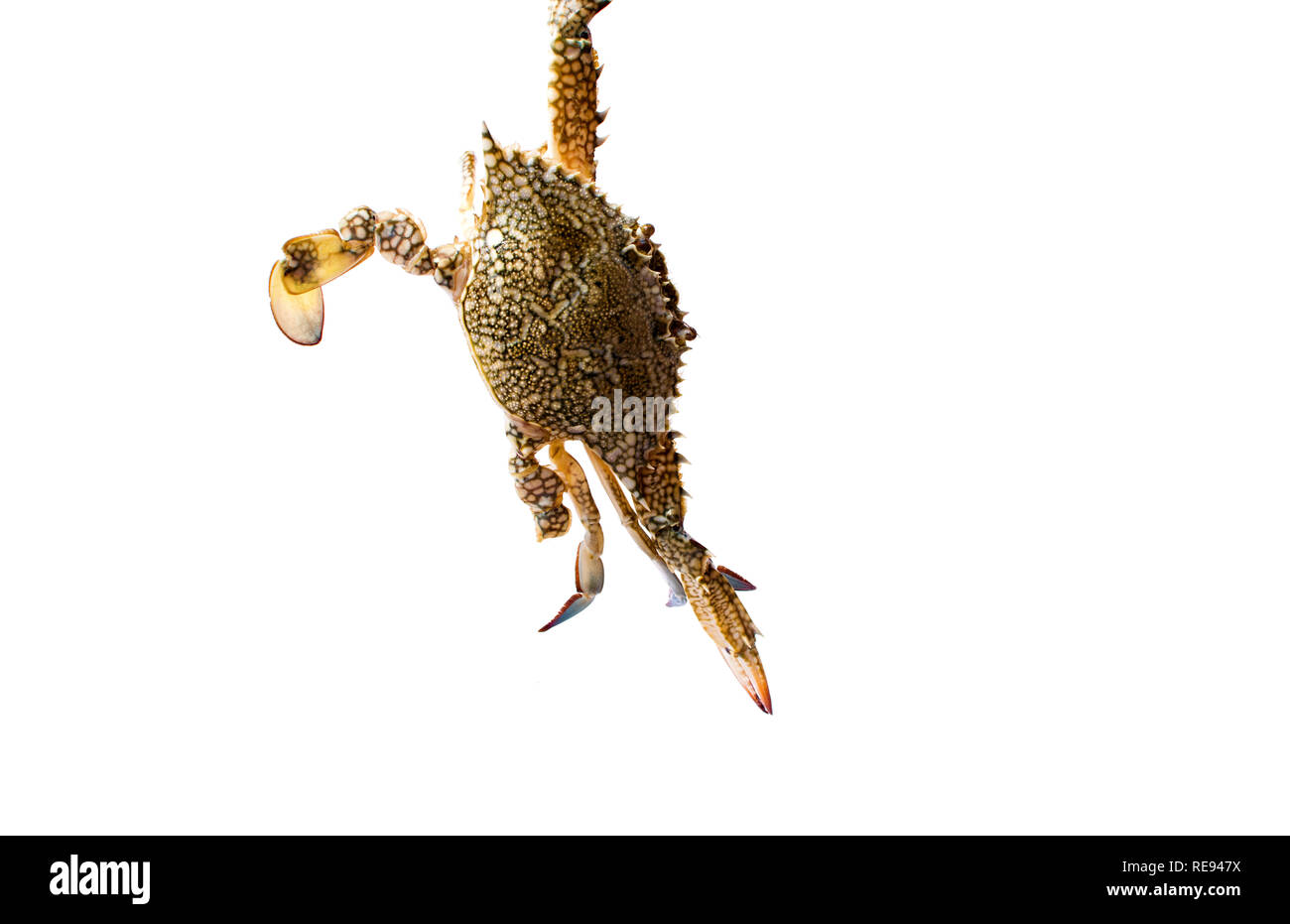 Crab hanging form the top isolated on white background Stock Photo - Alamy