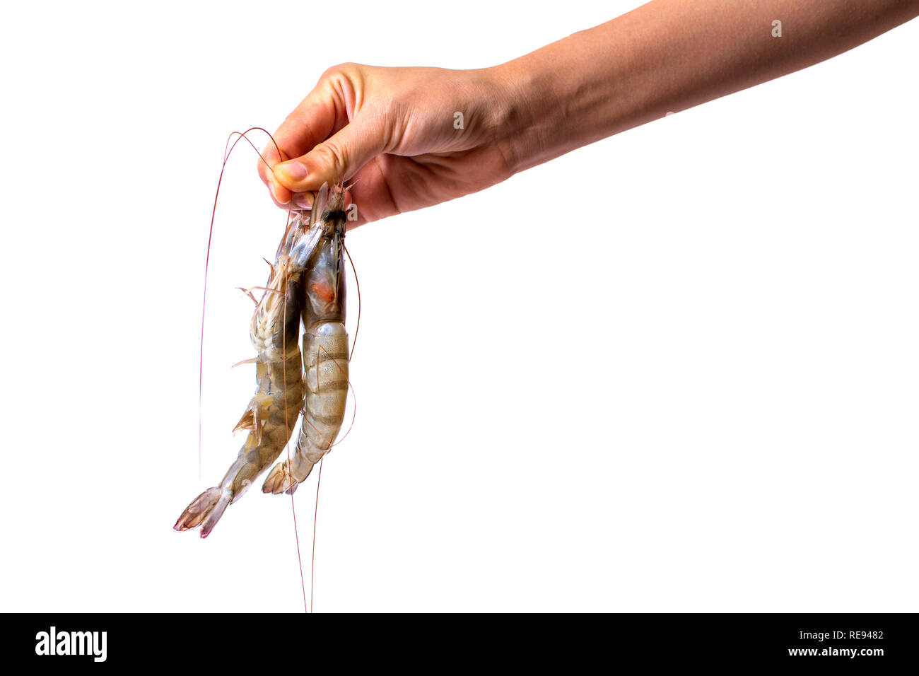 Hand holding raw shrimp isolated on white Stock Photo - Alamy