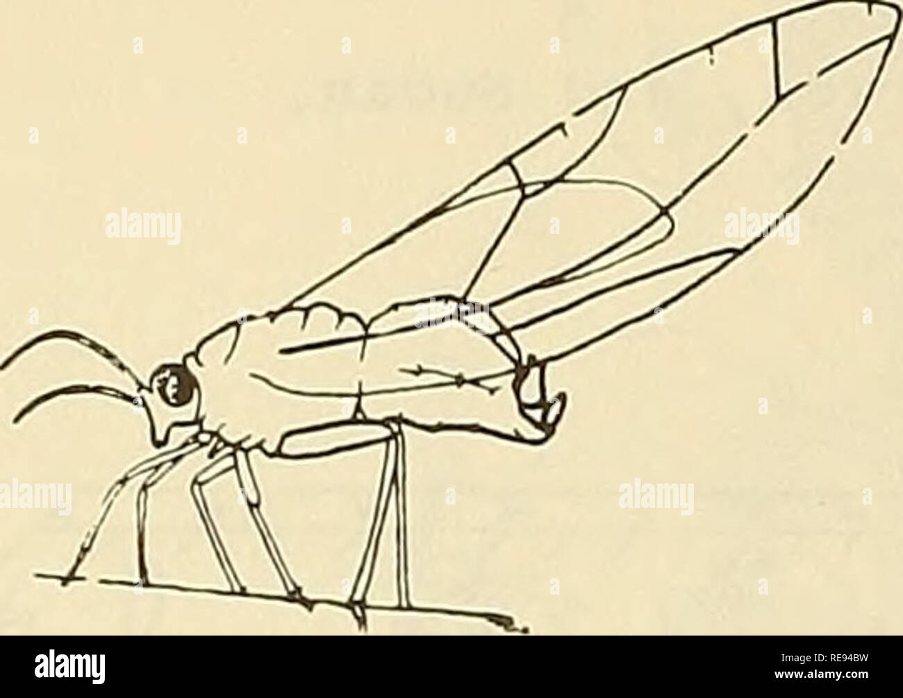 Pear shaped eyes hi-res stock photography and images - Alamy