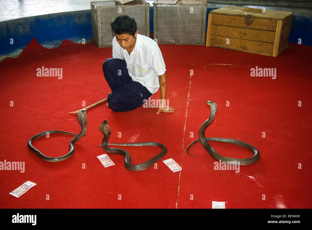 Phuket, Thailand - June 13, 2013: Cobra training, performance with ...