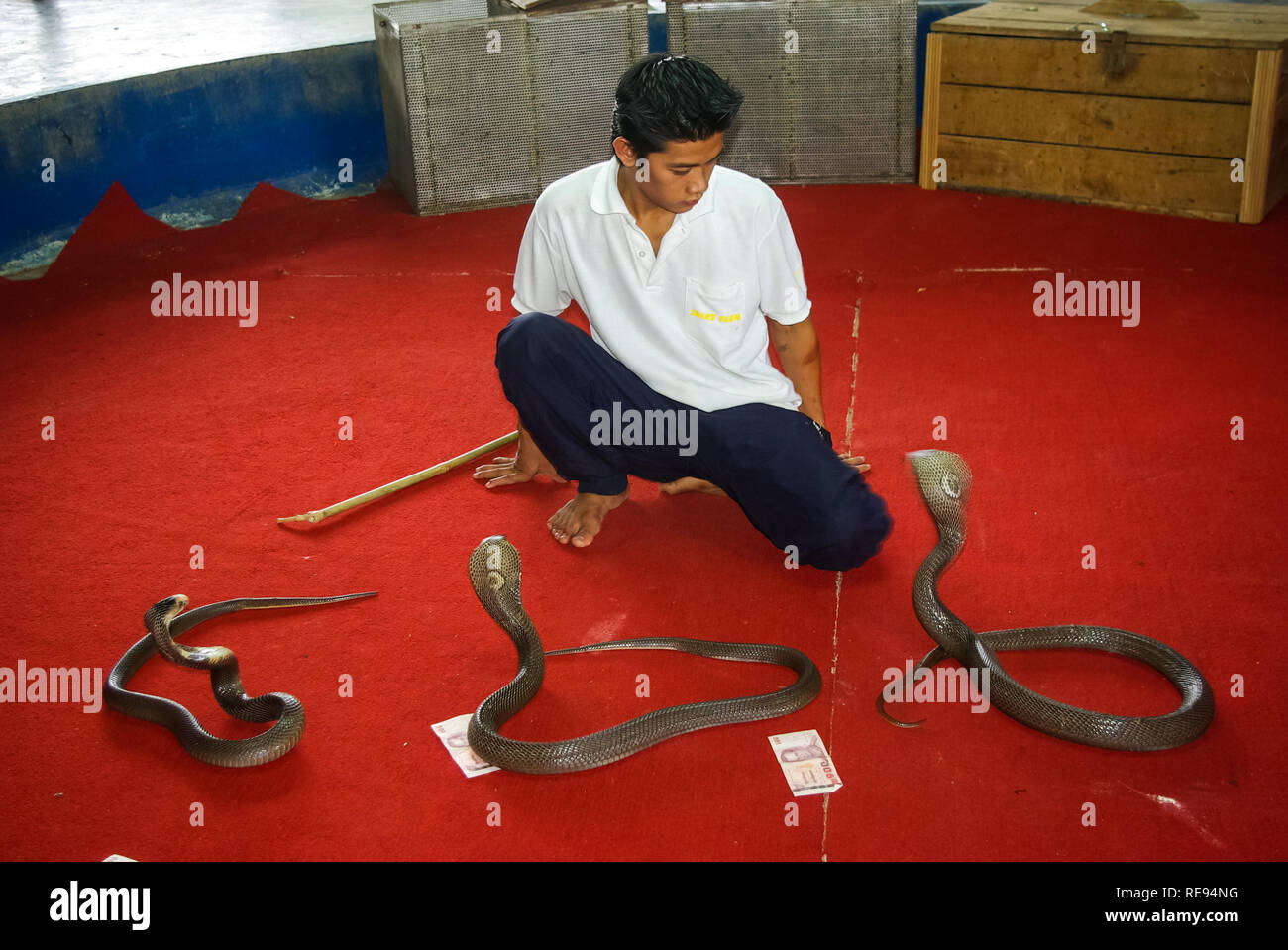 Phuket, Thailand - June 13, 2013: Cobra training, performance with ...