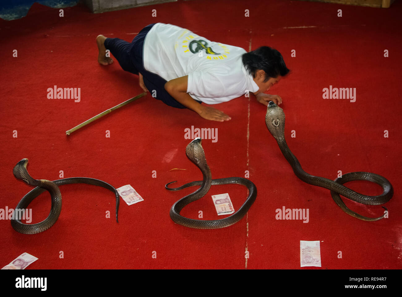 Phuket, Thailand - June 13, 2013: Cobra training, performance with ...