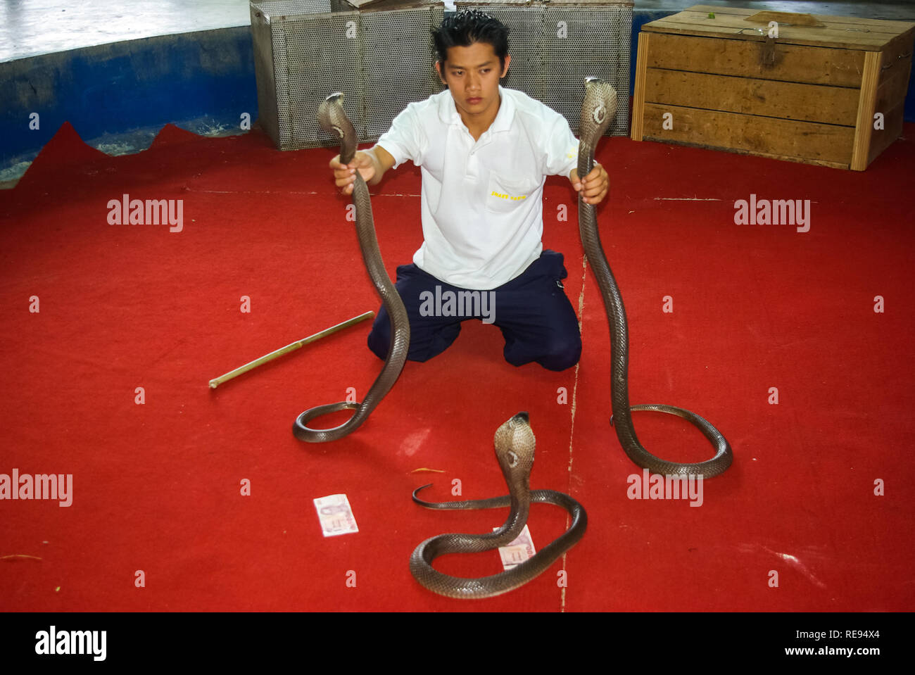 Phuket, Thailand - June 13, 2013: Cobra training, performance with ...