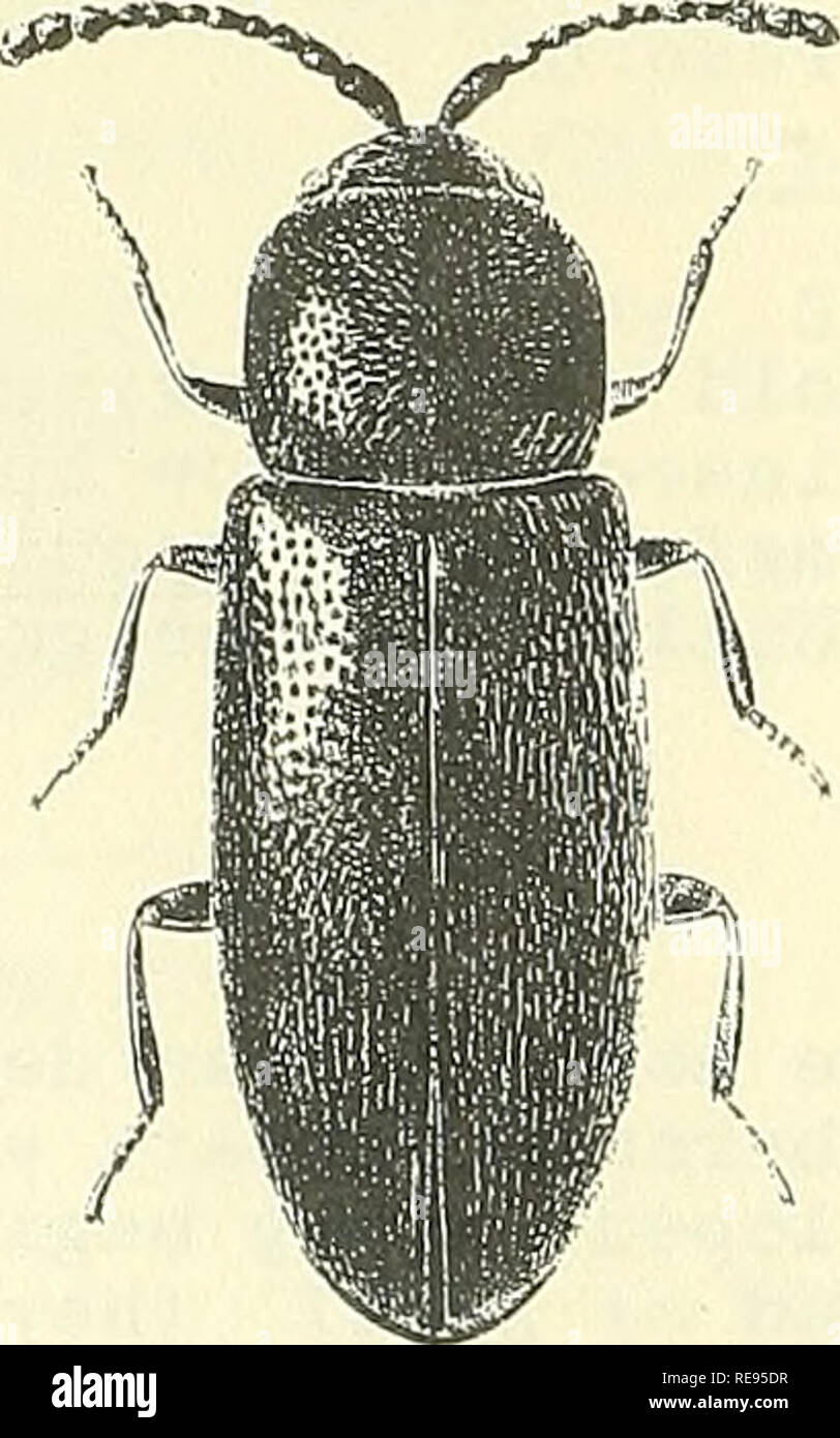 Flattened elytra hi-res stock photography and images - Alamy