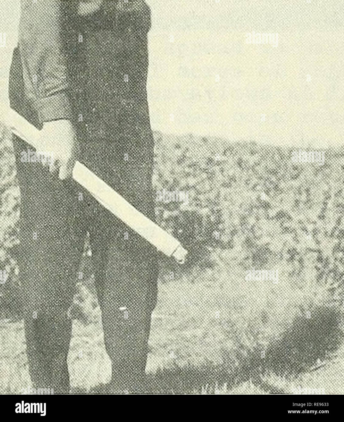 . Cooperative economic insect report. Beneficial insects; Insect pests ...