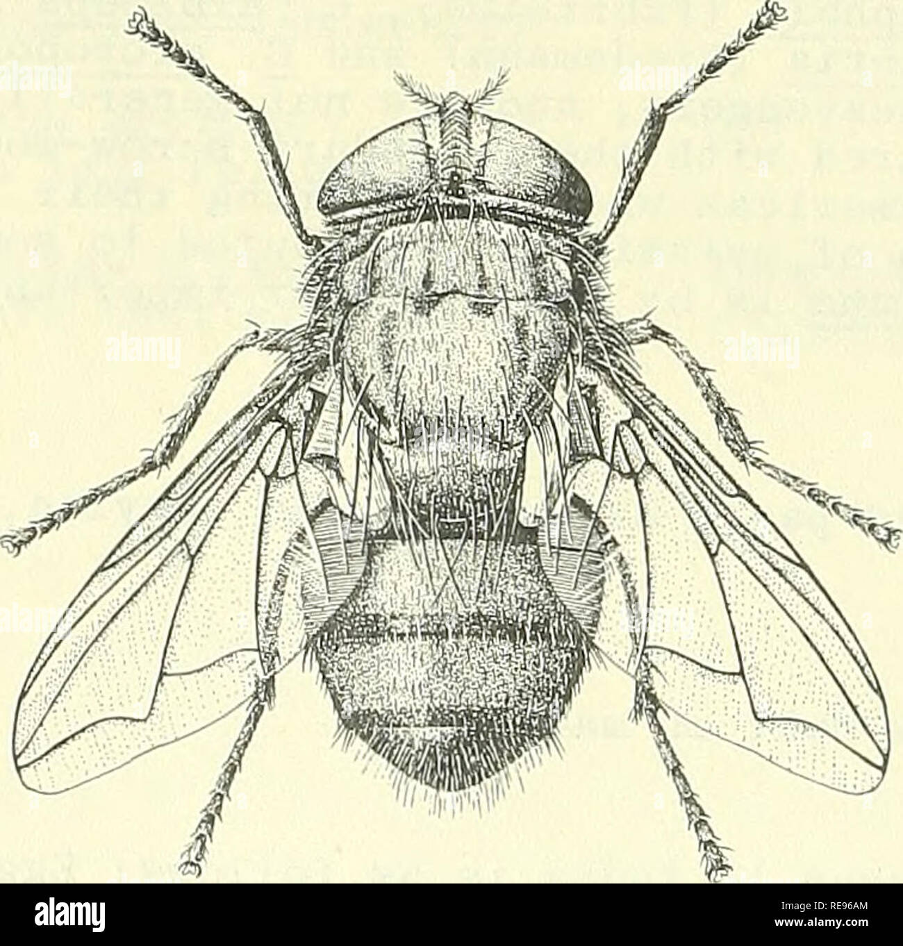 . Cooperative economic insect report. Beneficial insects; Insect pests ...