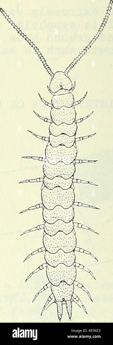 Scutigerella hi-res stock photography and images - Alamy