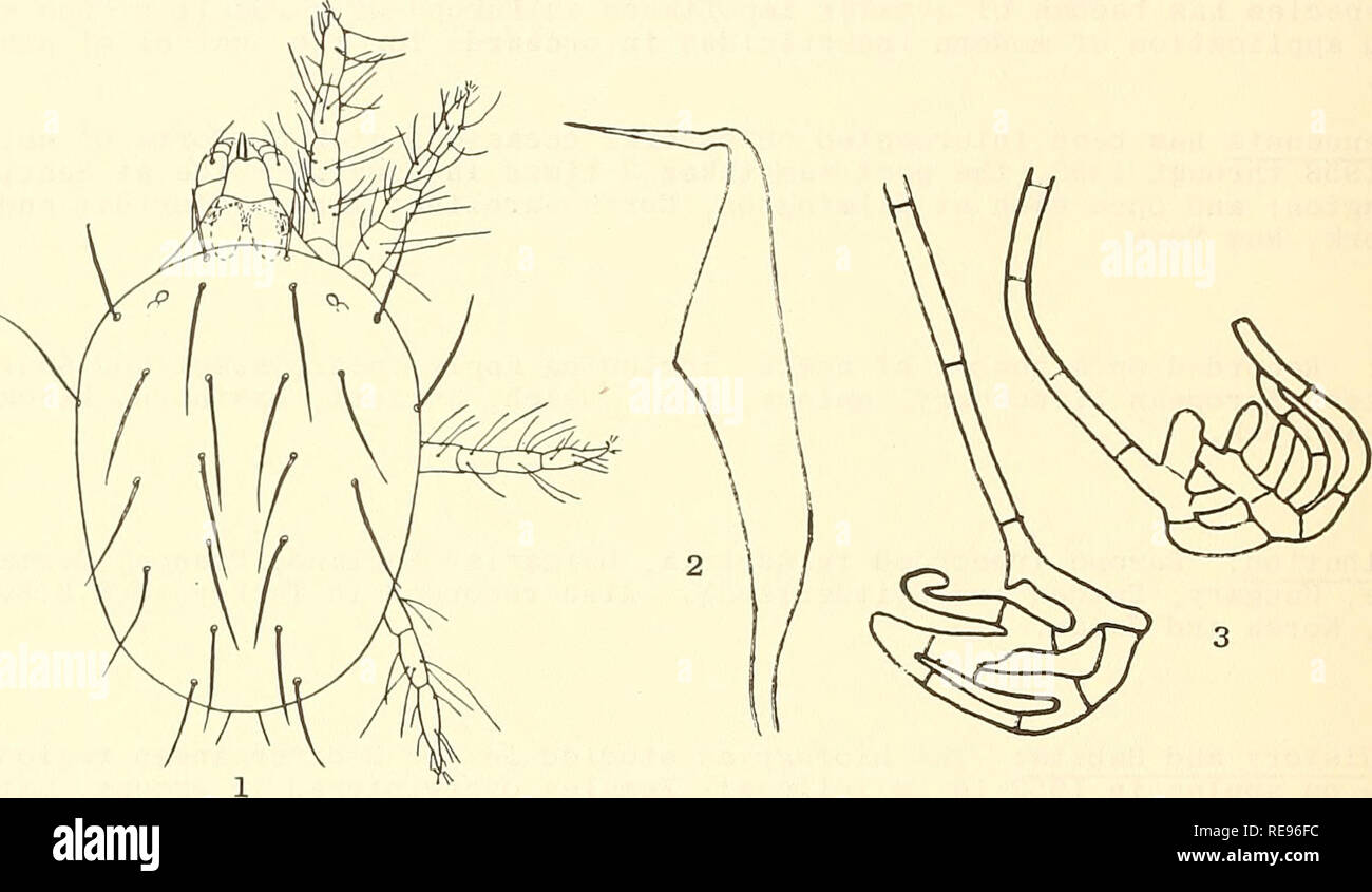 Tetranychus pacificus hi-res stock photography and images - Alamy