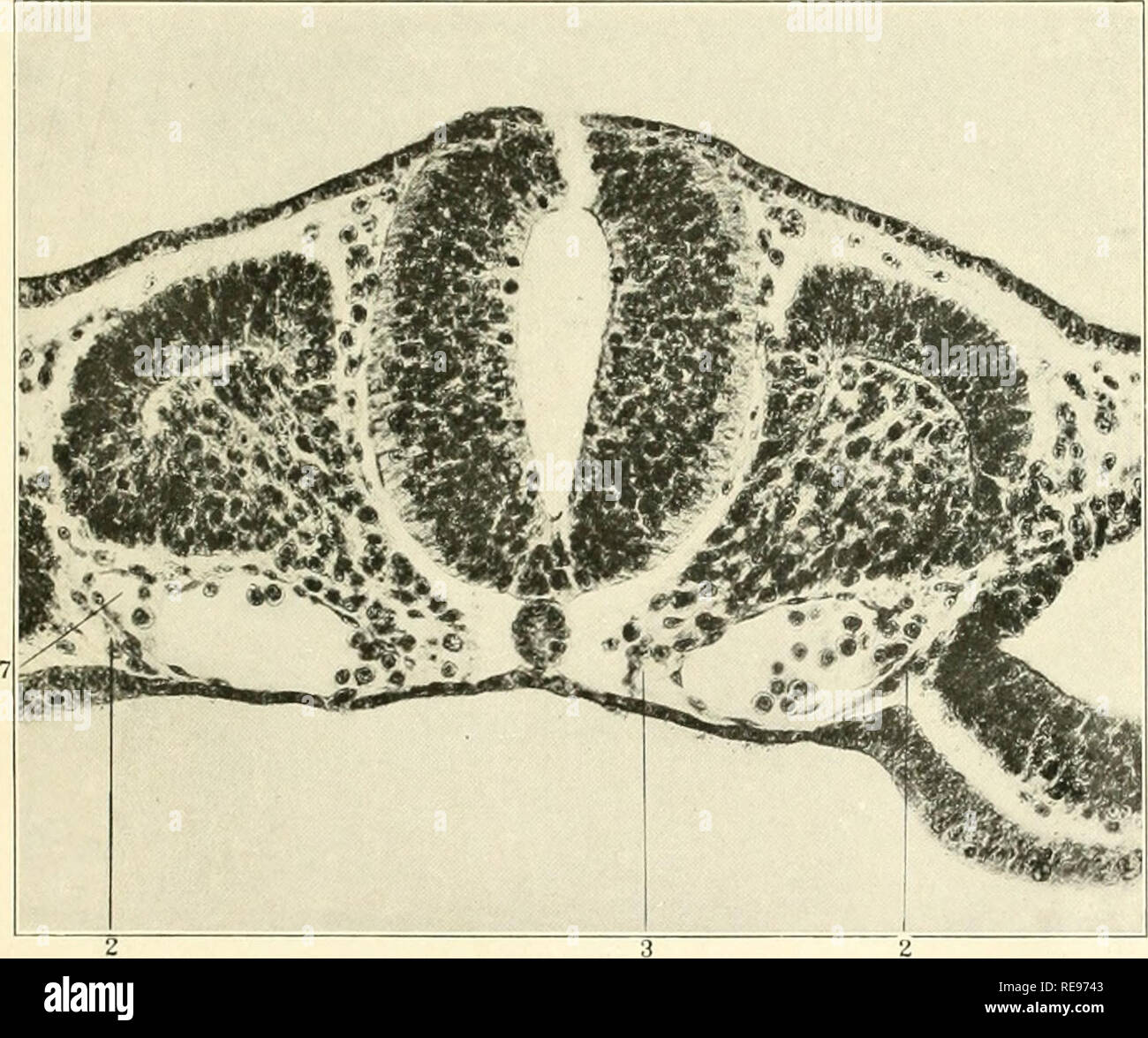 . Early stages of vasculogenesis in the cat (Felis domestica) with ...