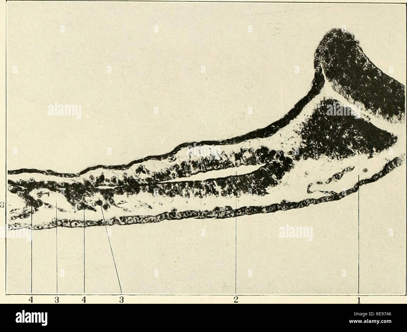 . Early stages of vasculogenesis in the cat (Felis domestica) with ...