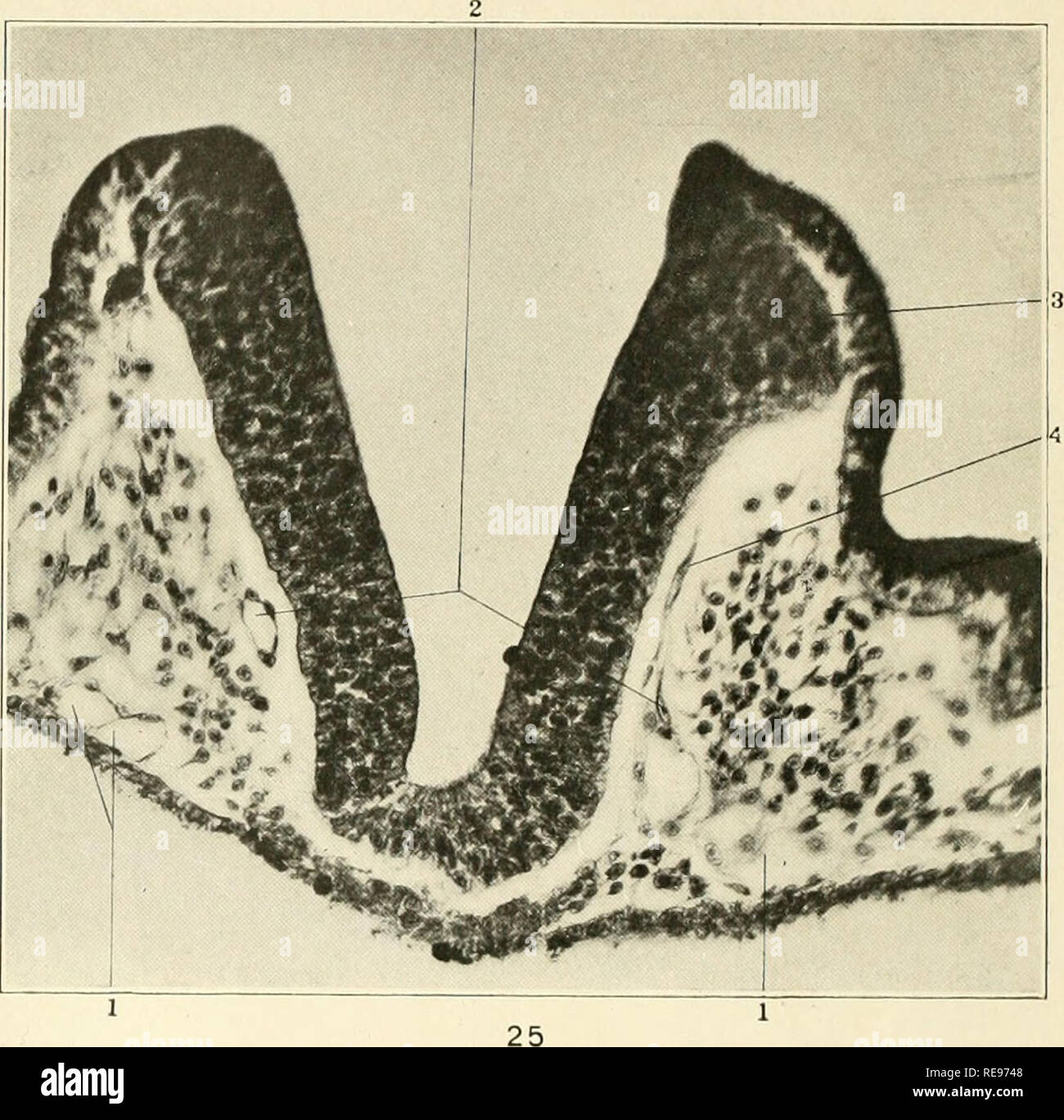 . Early stages of vasculogenesis in the cat (Felis domestica) with ...