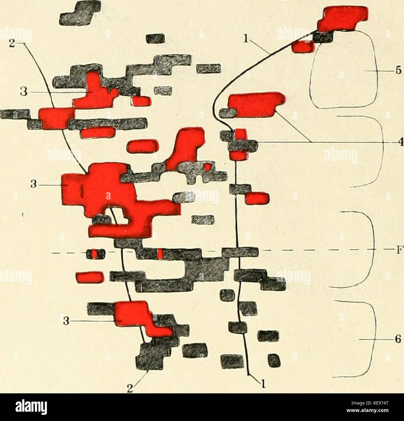 . Early stages of vasculogenesis in the cat (Felis domestica) with ...