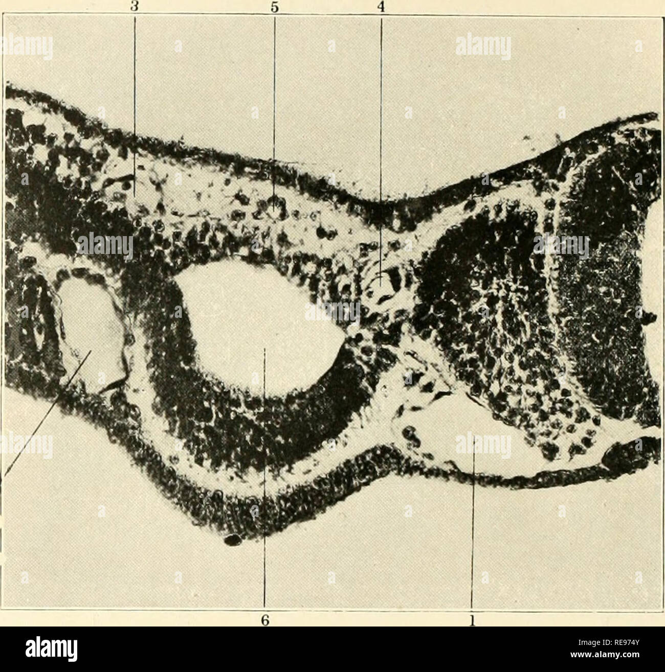 Columbia domestica hi-res stock photography and images - Alamy