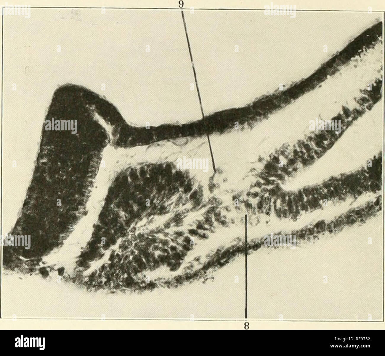 . Early stages of vasculogenesis in the cat (Felis domestica) with ...